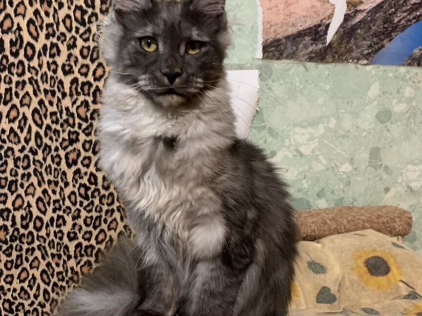 Дымная красавица Валенсия