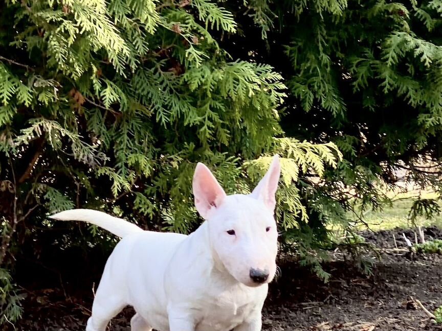 Мини мини булька