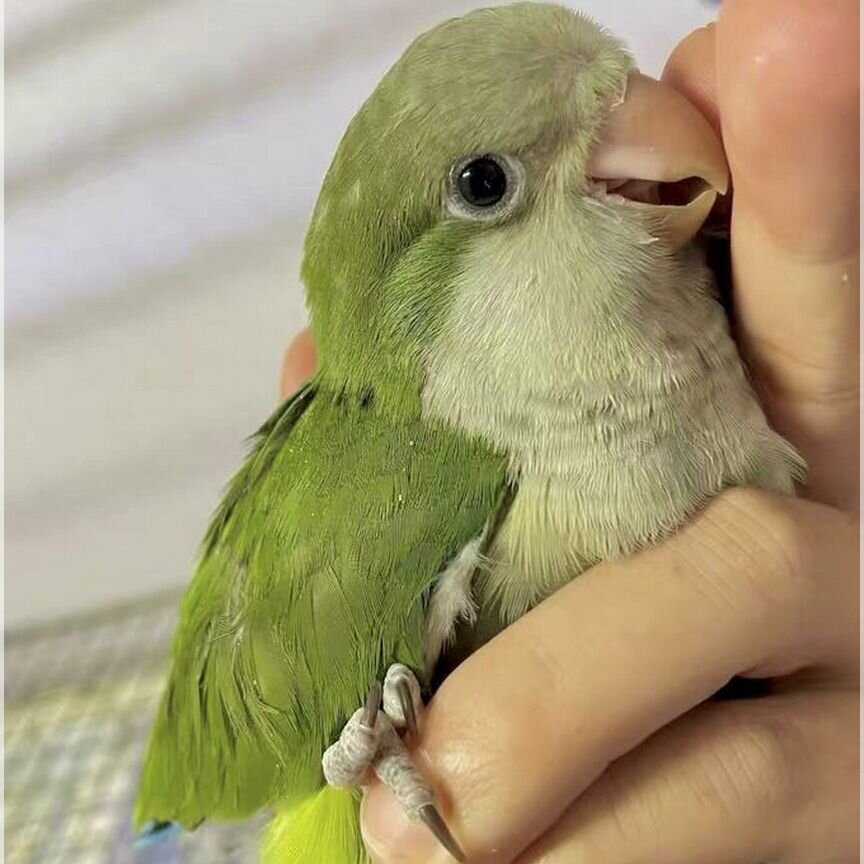 Попугай монах калита квакер малыш