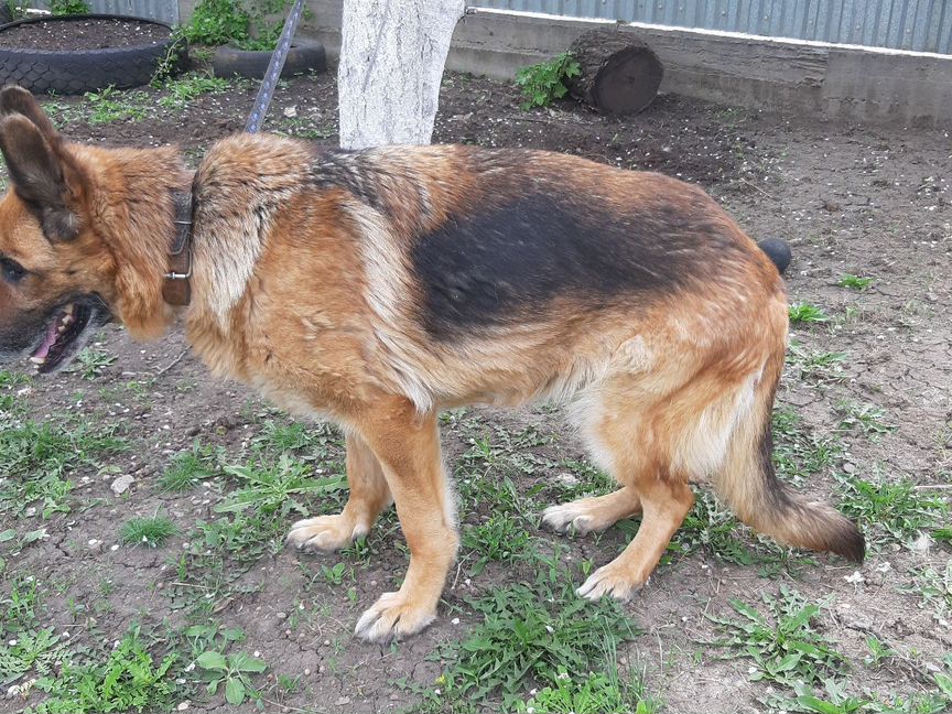 Немецкая овчарка