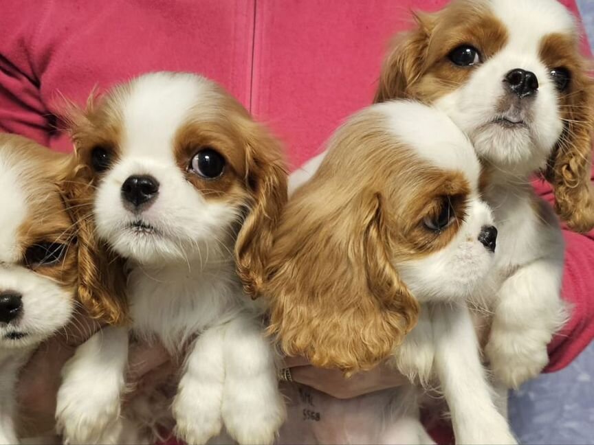 Кавалер кинг чарльз девочки