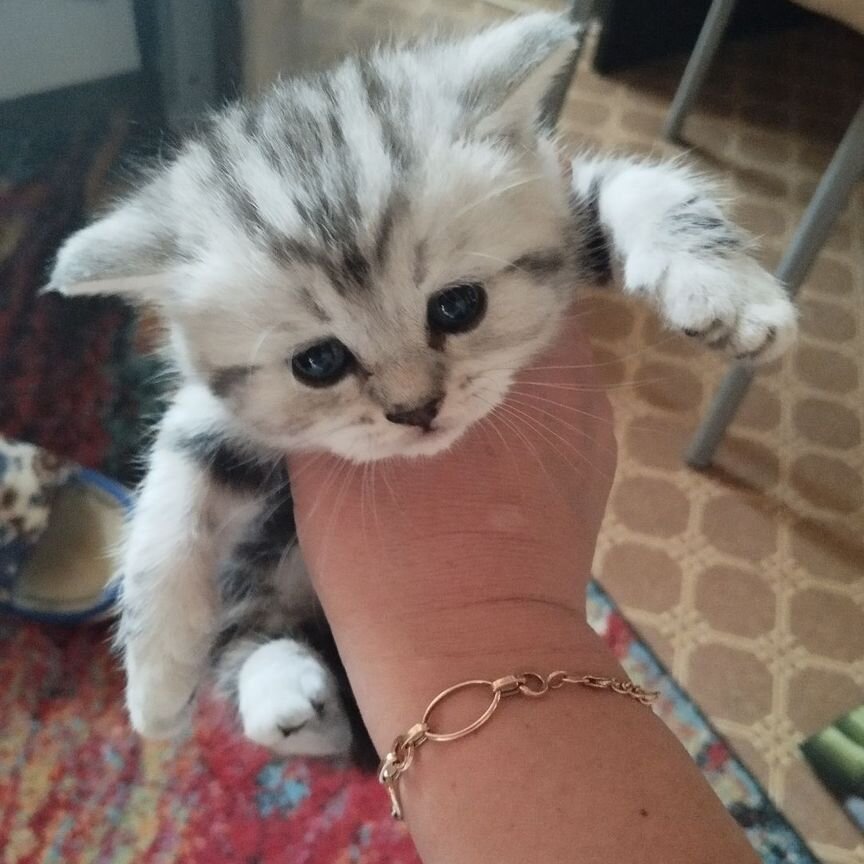 Шотландские котята