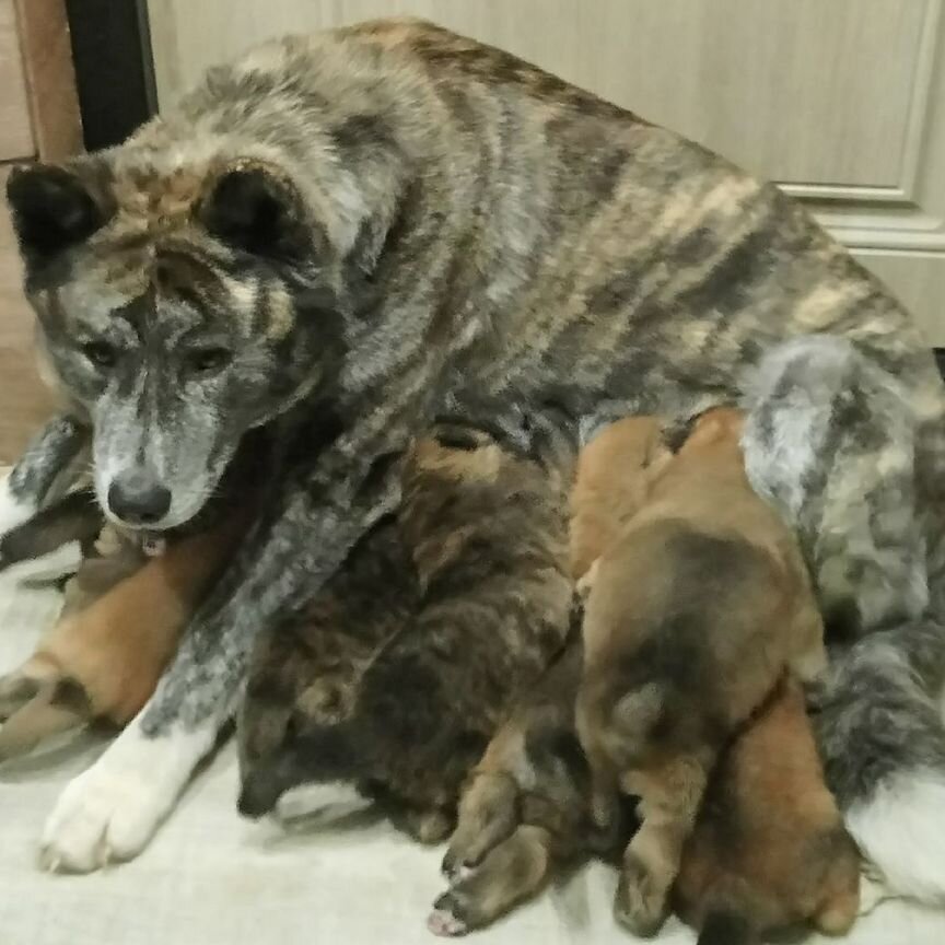 Акита-ину, щенок