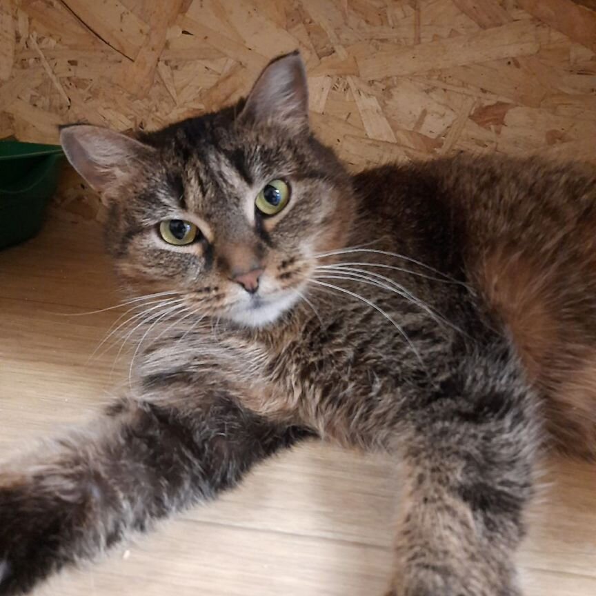 В добрые руки