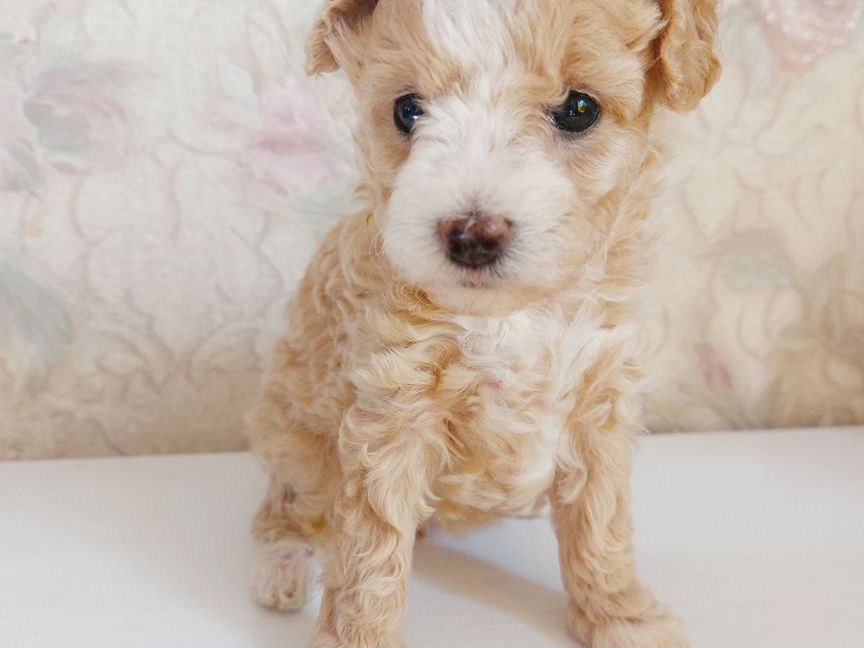 Мальтипуша f1 маленький шедевр