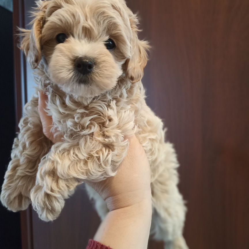 Мальтипу, щенок