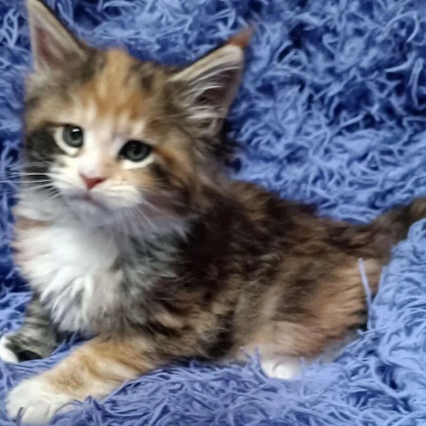 Мейн-кун котёнок