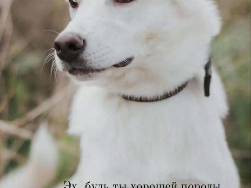 Швейцарская овчарка метис