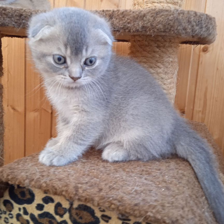 Шотландская вислоухая голубая шиншилла