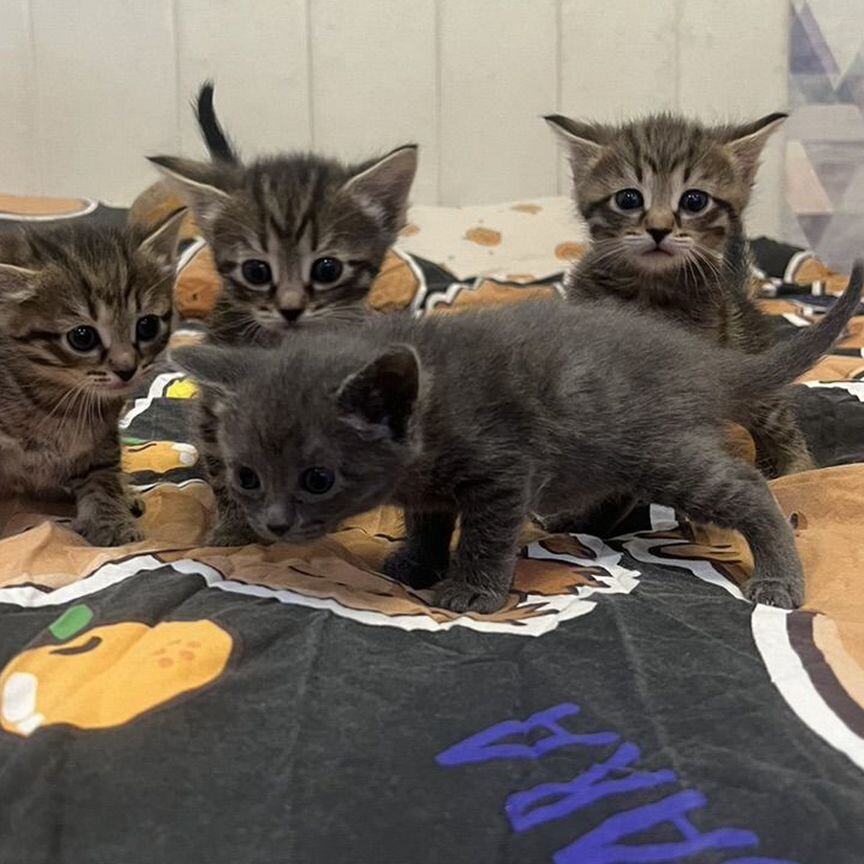 Британский короткошёрстный котёнок