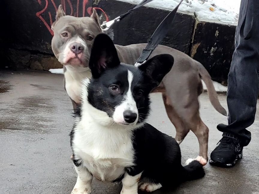 Щенок Вельш корги кардиган