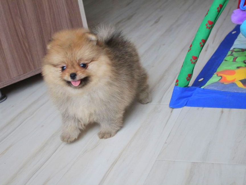 Шпиц мини малыши