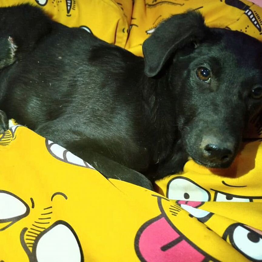 Щенок в самые добрые руки