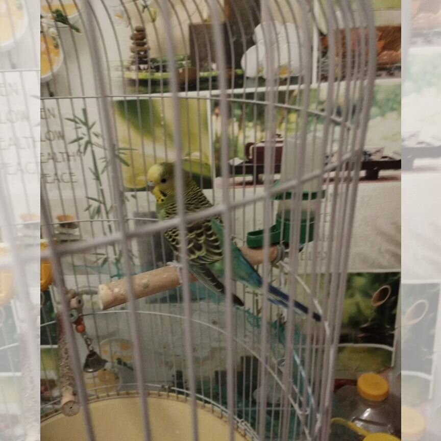 Попугай волнистый