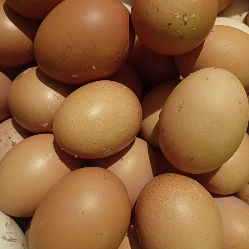 Домашние куриные яйца с доставкой
