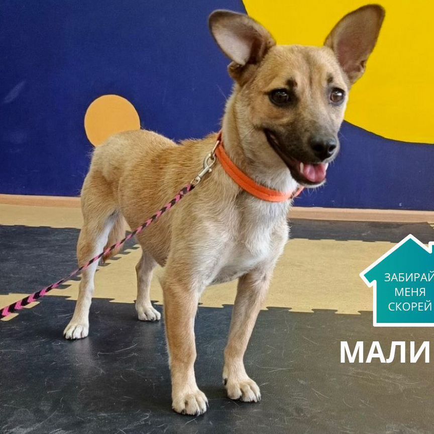 Малышка Малина
