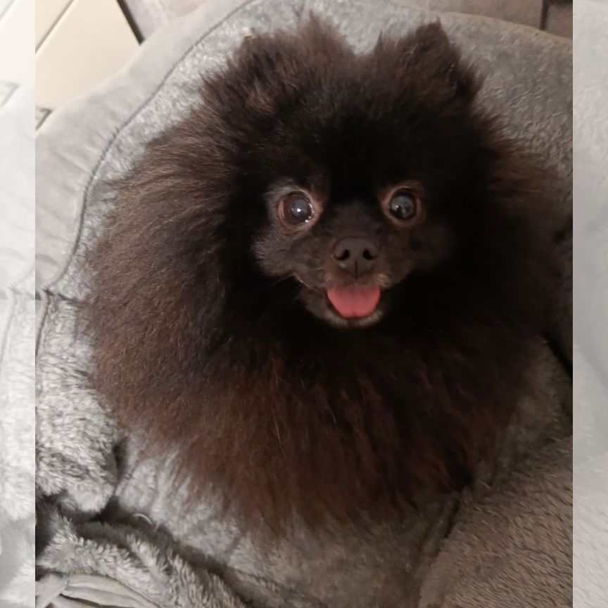 Померанский шпиц, взрослая собака