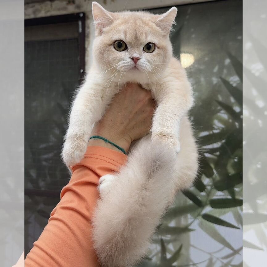 Британский короткошёрстный котёнок