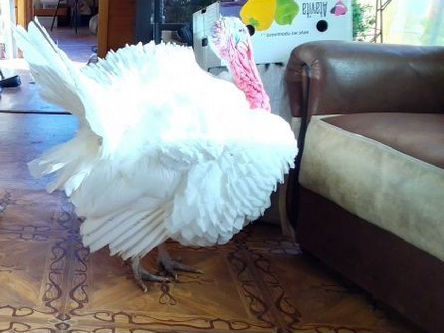 Семья индюков белых широкогрудых