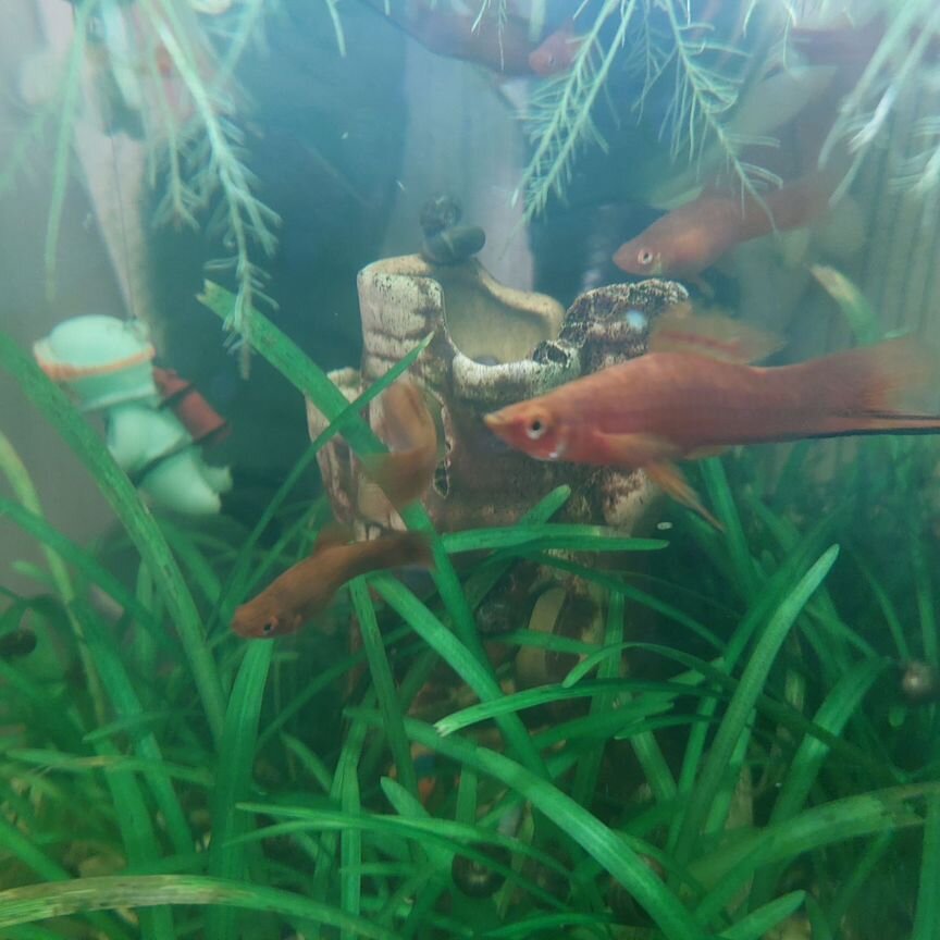 Меченосцы, растения