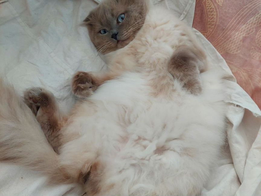 Шотландский кот