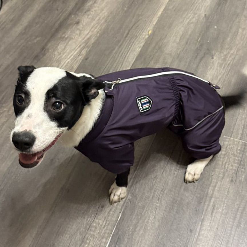 Комбинезон для собаки