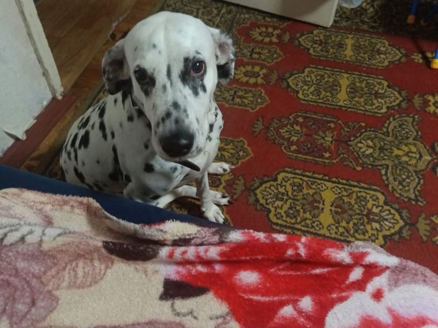 Собака в добрые руки