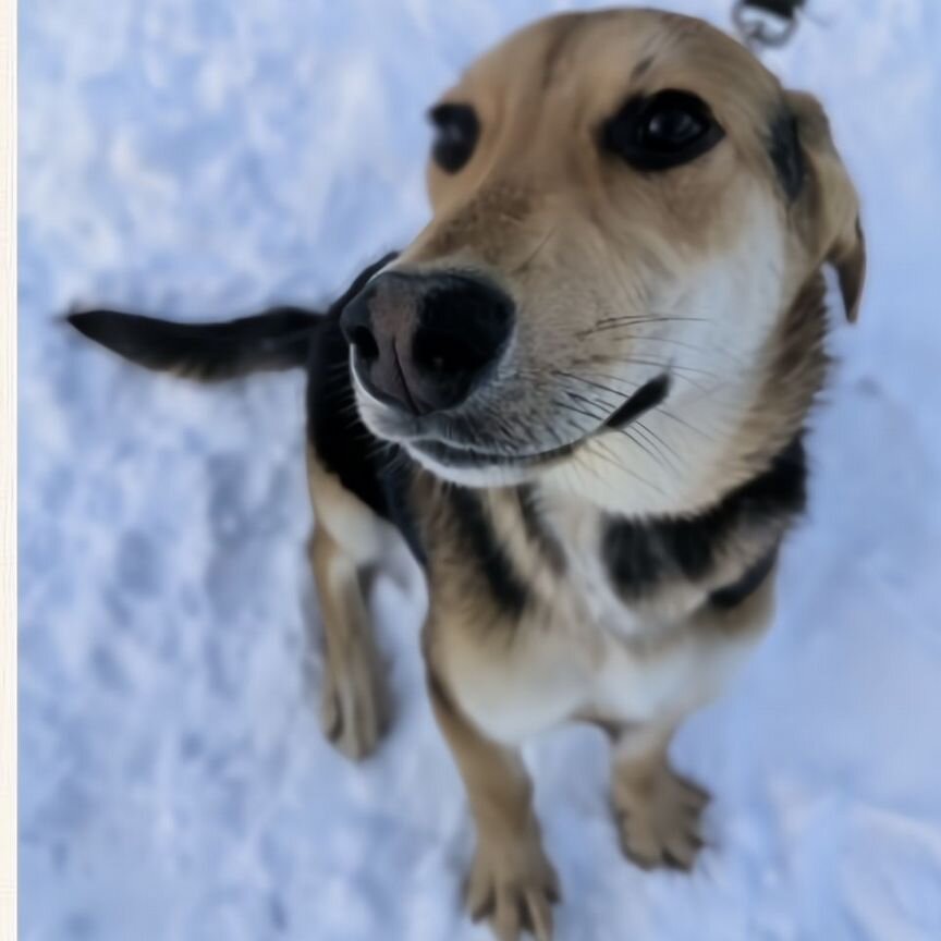 Взрослая собака в добрые руки