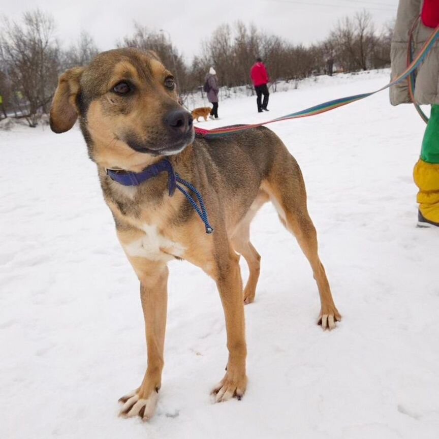 Собака из приюта малыш Пиф ищет дом
