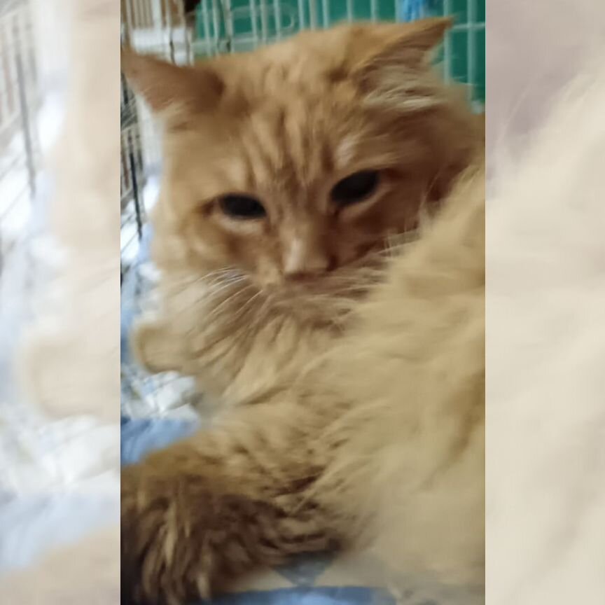 Кошечка выживает в заброшенном доме
