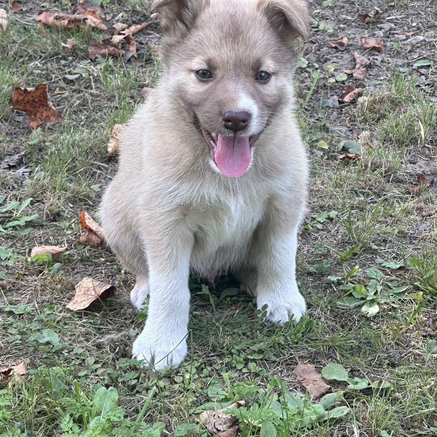 Щенки дворняжки в добрые руки