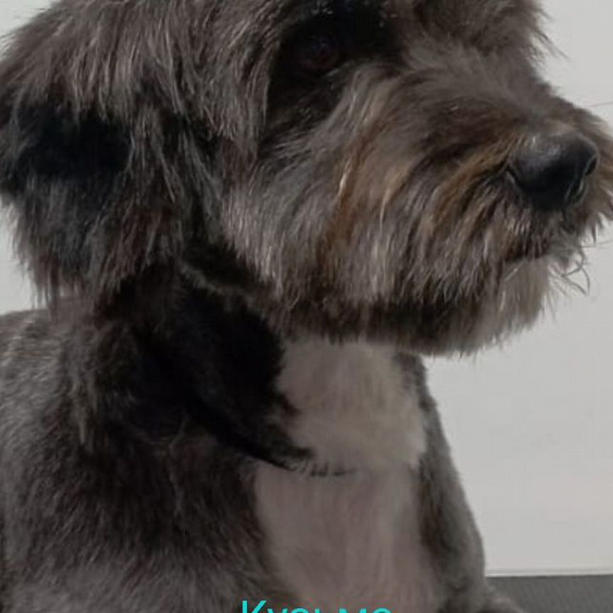 Молоденький красавчик Йорк