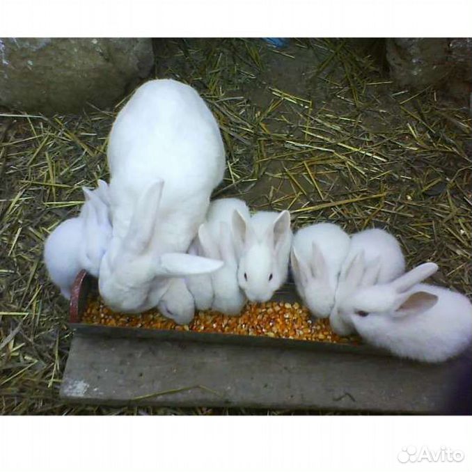 Кролики белый паннон