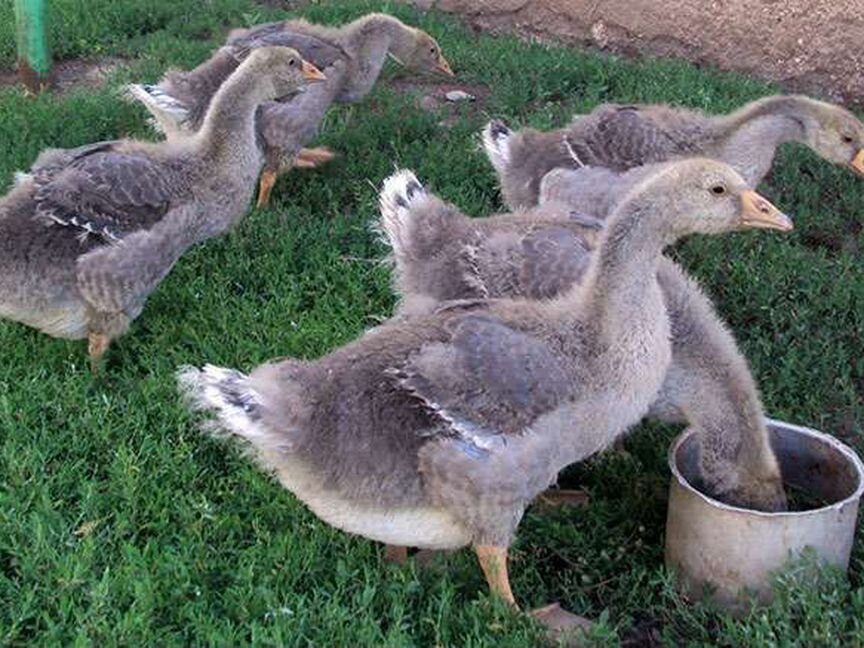 Крупные серые гуси