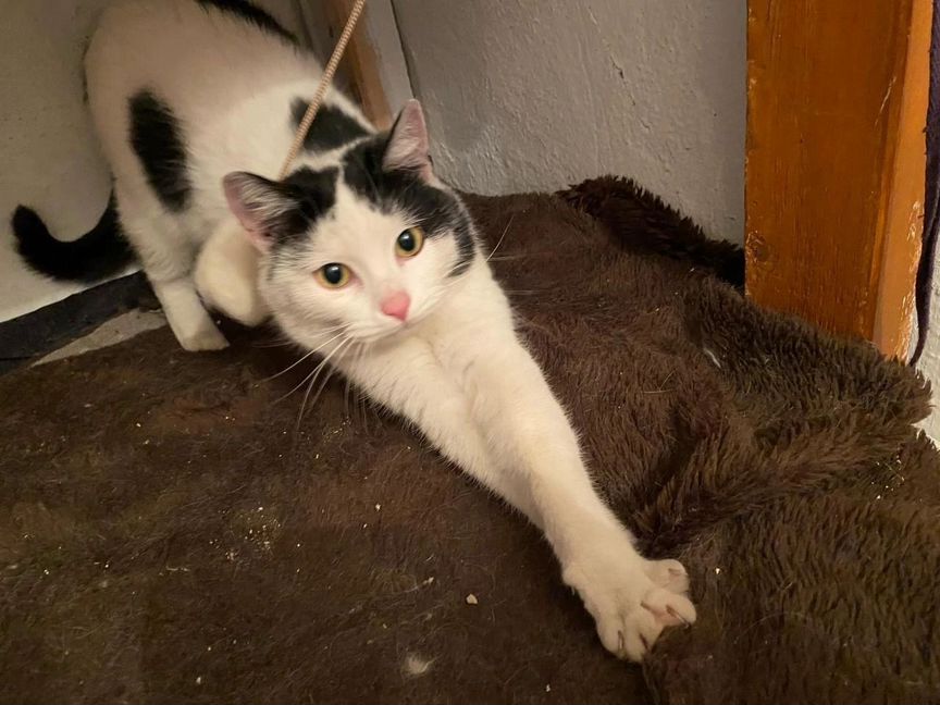Ласковую кошечку выставляют на улицу
