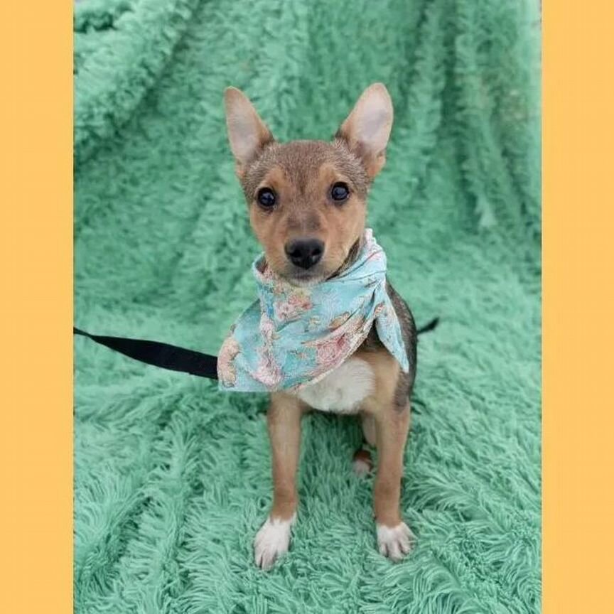 Щенок девочка бесплатно, доставим