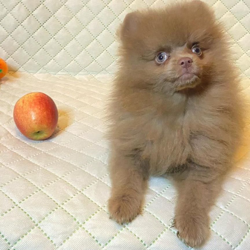 Малый немецкий шпиц