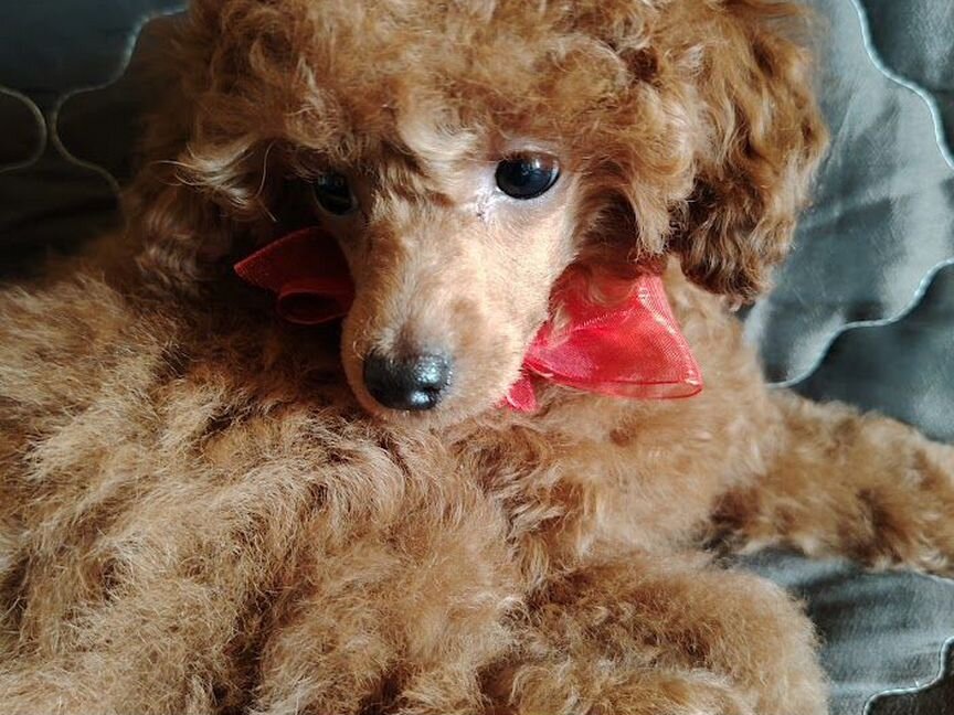 Отдам щенка пуделя в добрые руки