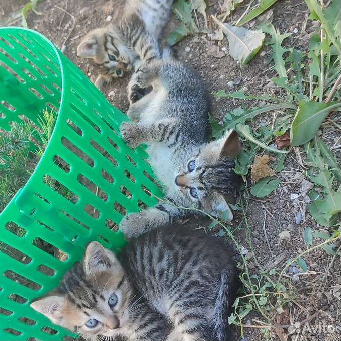 Коты в дар, в добрые руки очень игривые, кушают