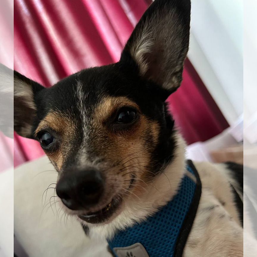 Русский той-терьер, взрослый пёс