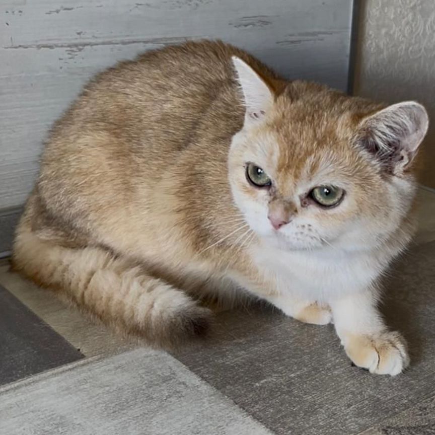 Британская кошка