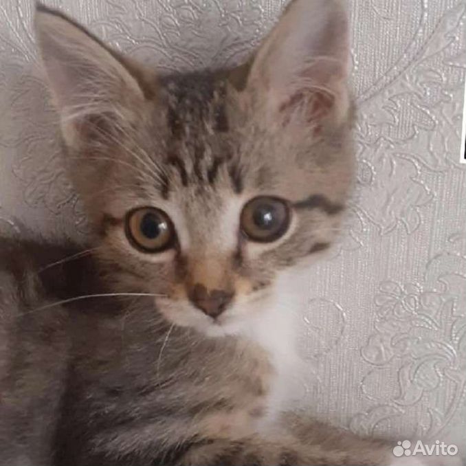 Котенок Сёмочка хочет домой