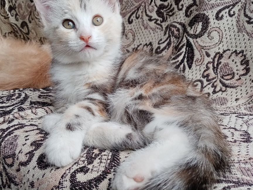 Котенок в добрые руки