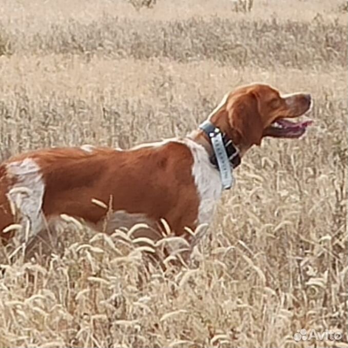 Высокопородные щенки породы Бретонский эпаньоль от