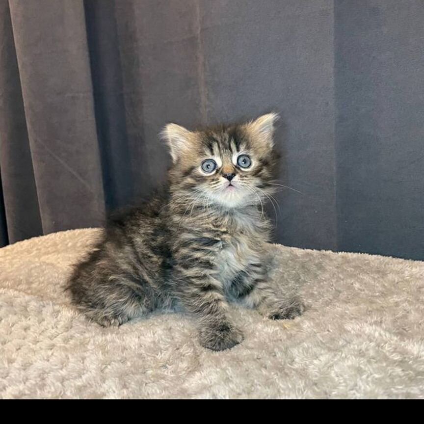 Я очаровашка