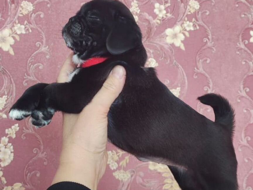 Собака