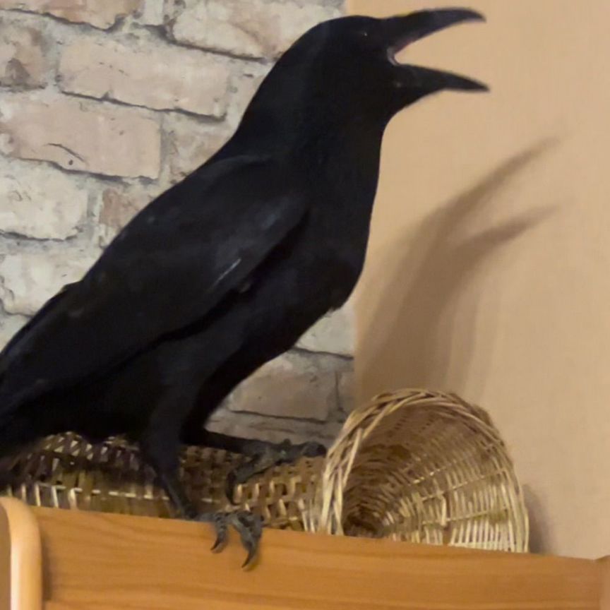 Черный ворон ручной