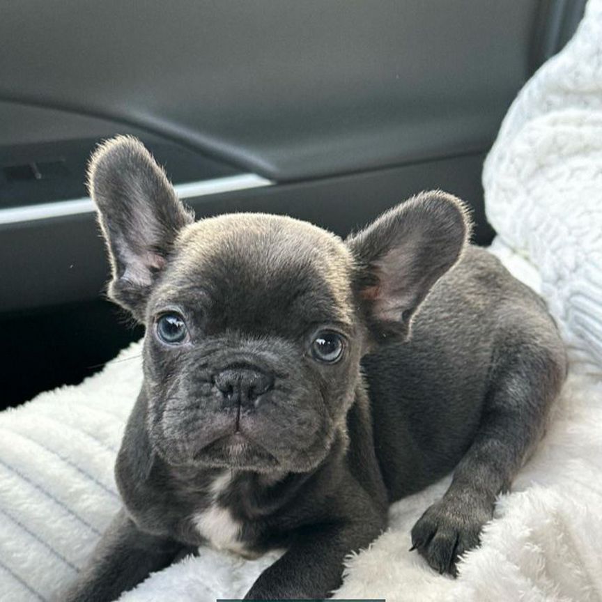 Французский бульдог щенки