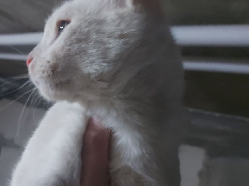 Красивый мальчик Надёжным Хозяевам