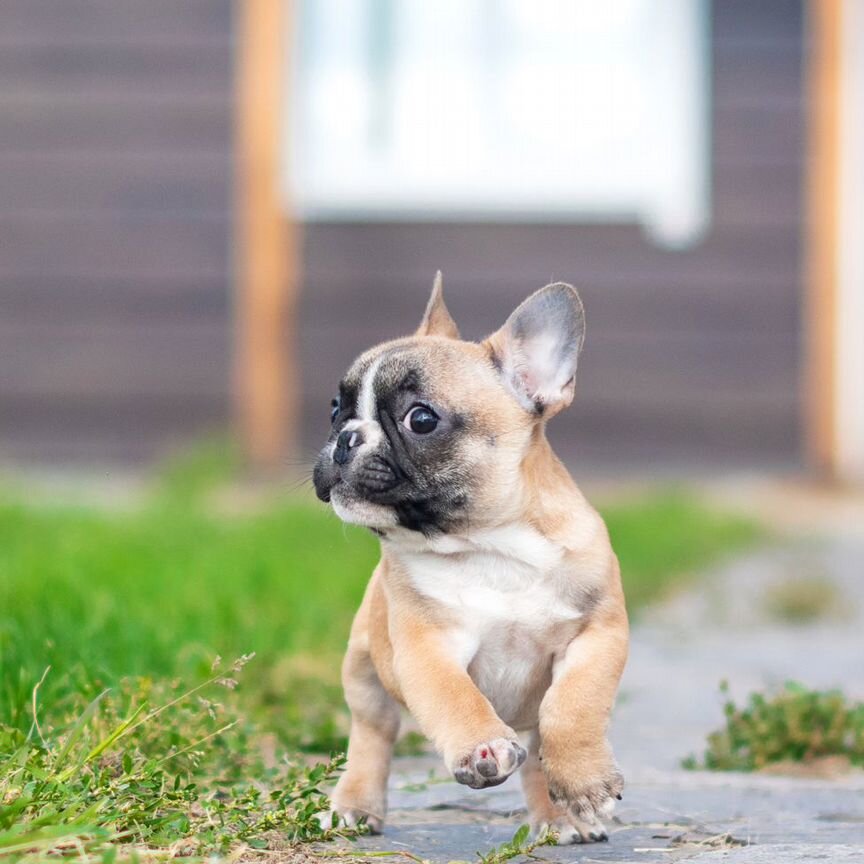 Французский бульдог, кобель, 4месяца